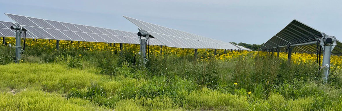 The Buzz About Pollinator Week