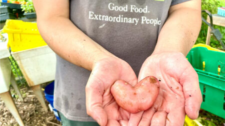 The Sol Purpose - Sol Systems